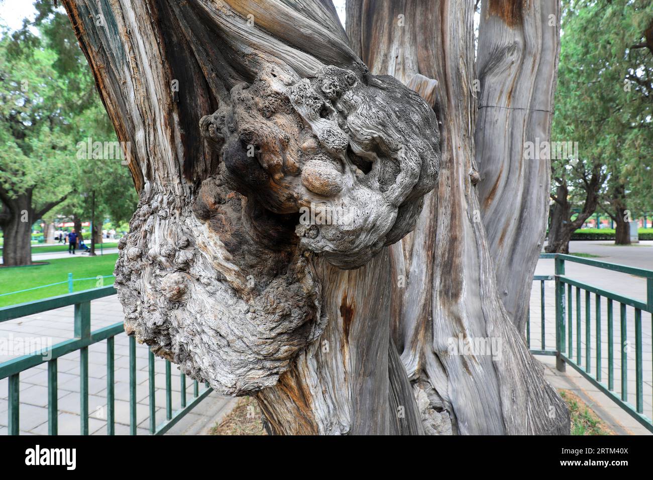 Trunk texture structure of Platycladus orientalis Stock Photo - Alamy