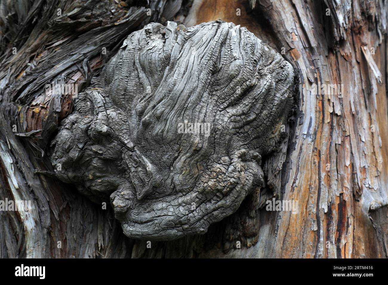 Trunk texture structure of Platycladus orientalis Stock Photo - Alamy