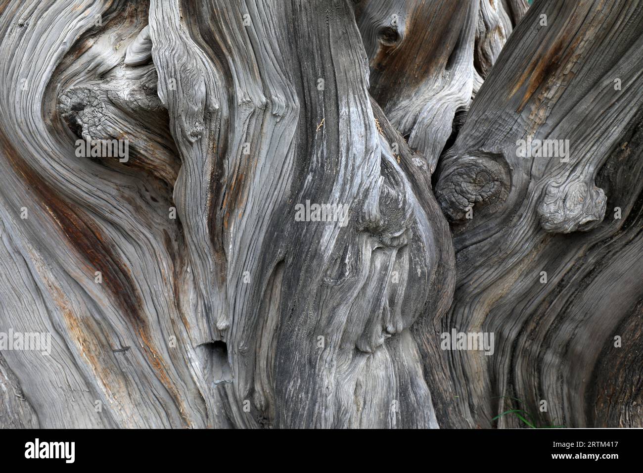 Trunk texture structure of Platycladus orientalis Stock Photo - Alamy