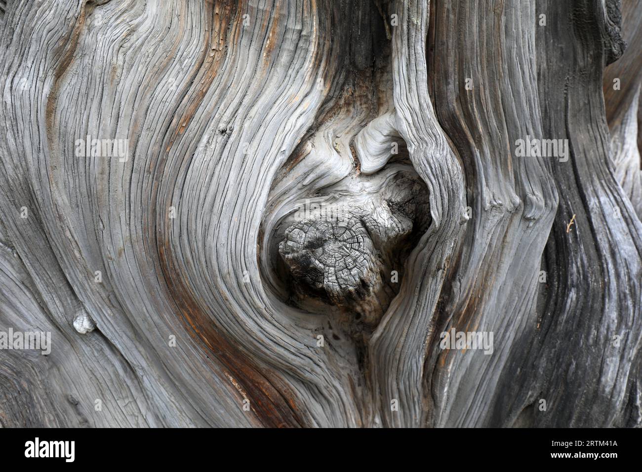 Trunk texture structure of Platycladus orientalis Stock Photo - Alamy