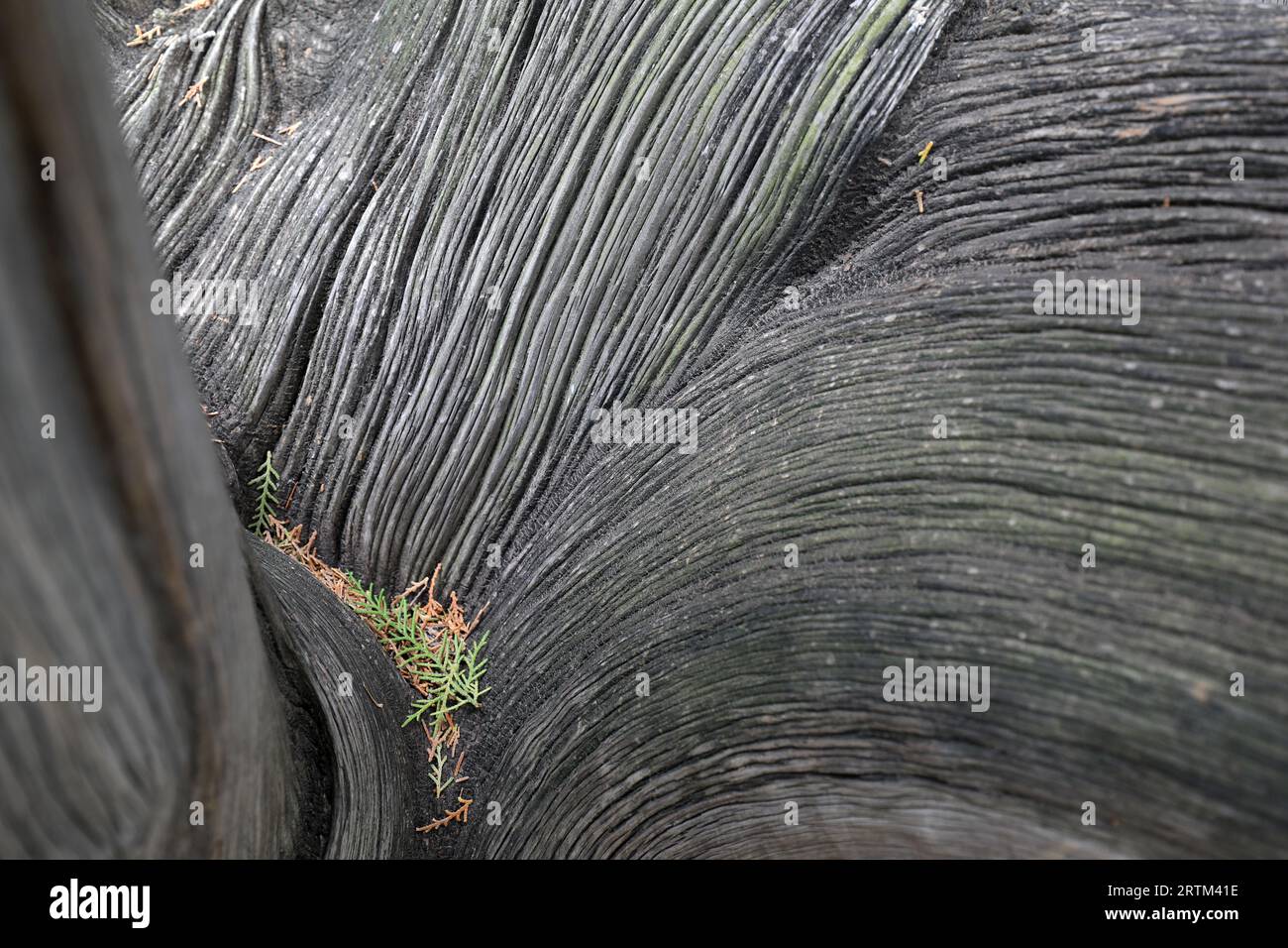 Trunk texture structure of Platycladus orientalis Stock Photo - Alamy