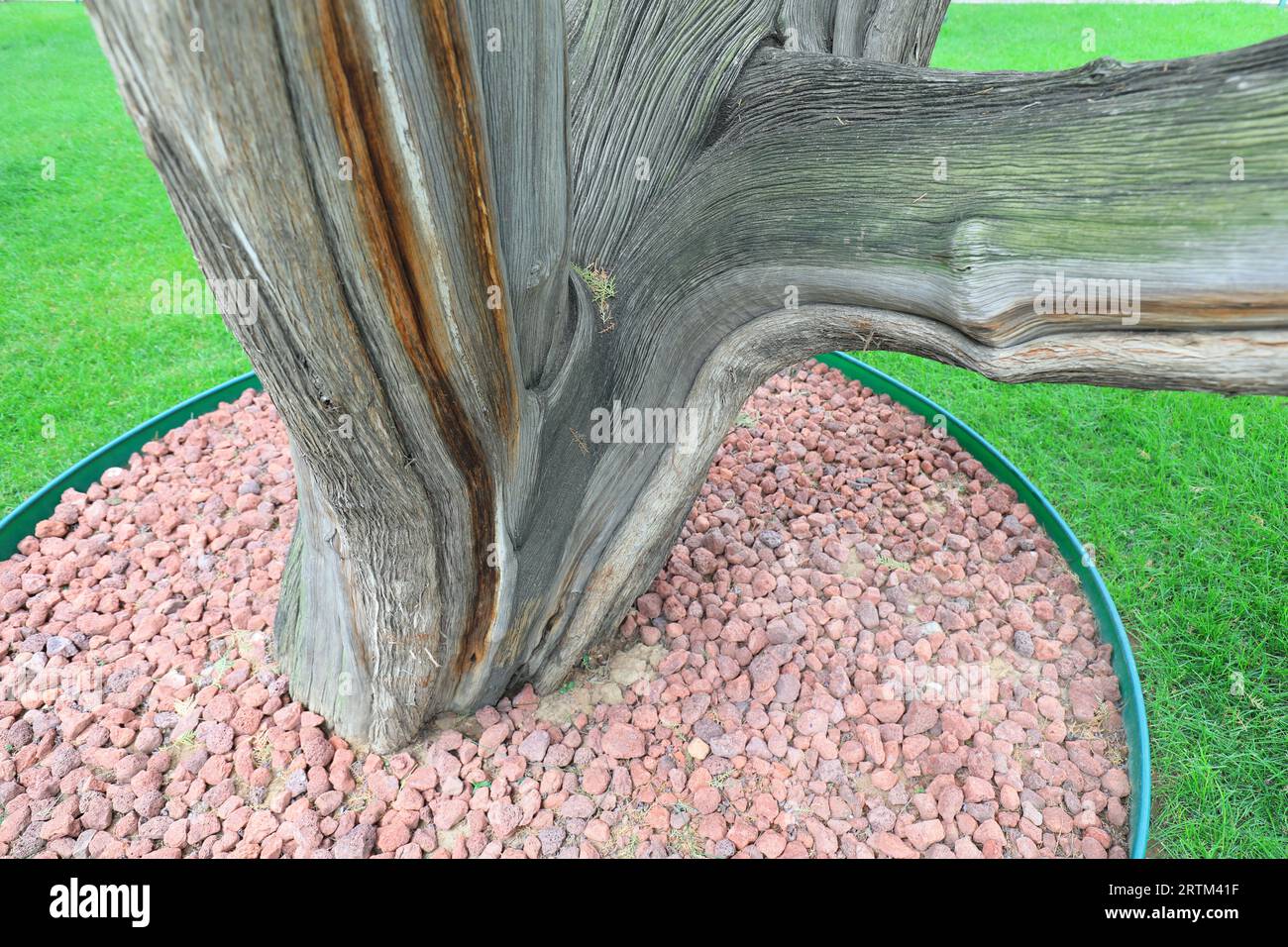 Trunk texture structure of Platycladus orientalis Stock Photo - Alamy