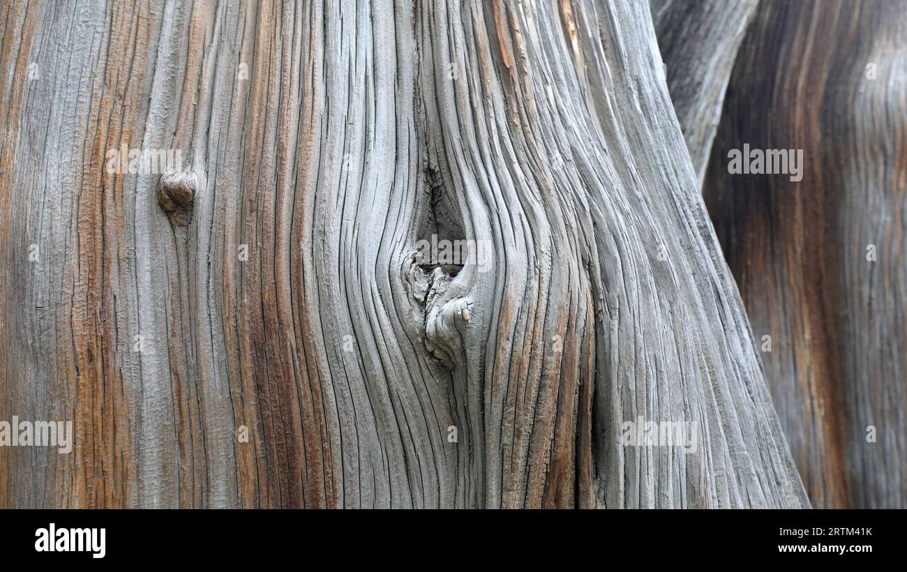 Trunk texture structure of Platycladus orientalis Stock Photo - Alamy