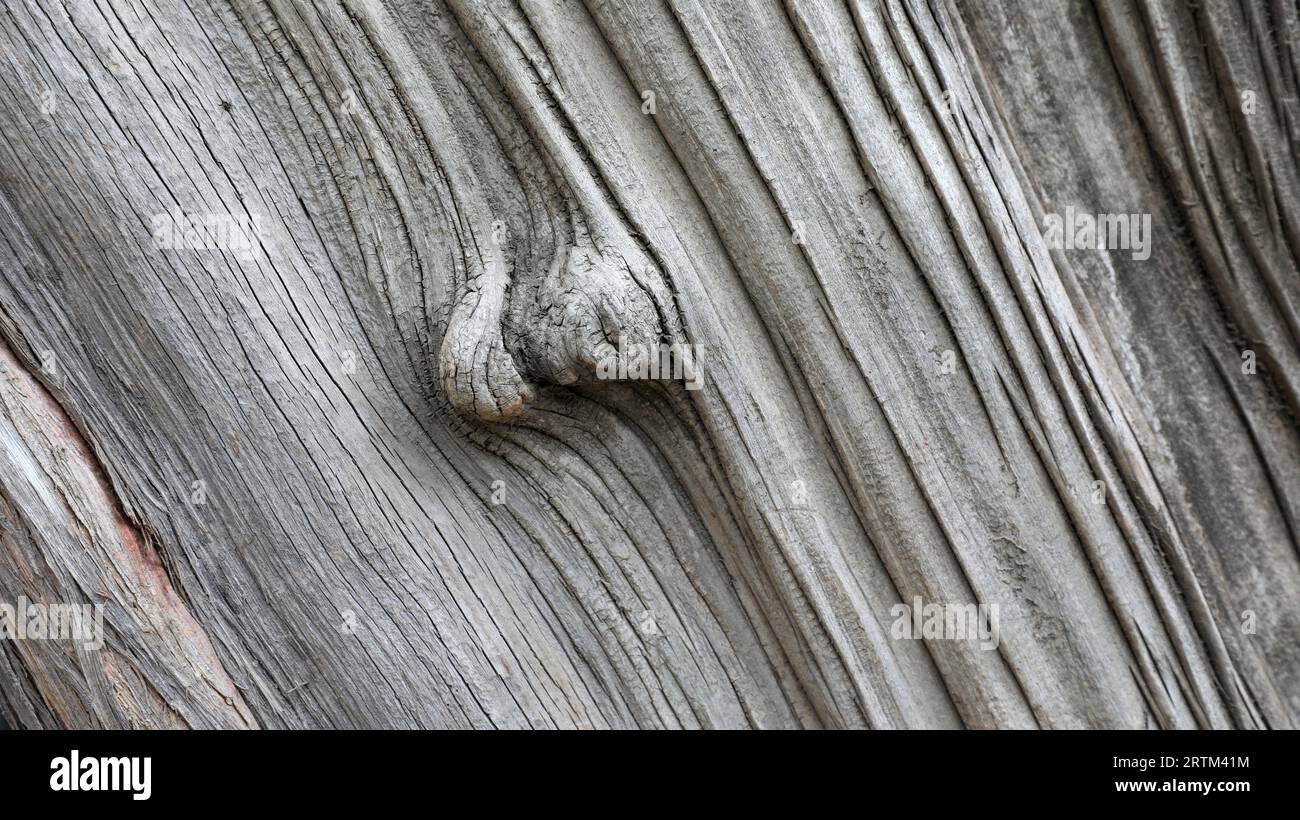 Trunk texture structure of Platycladus orientalis Stock Photo - Alamy