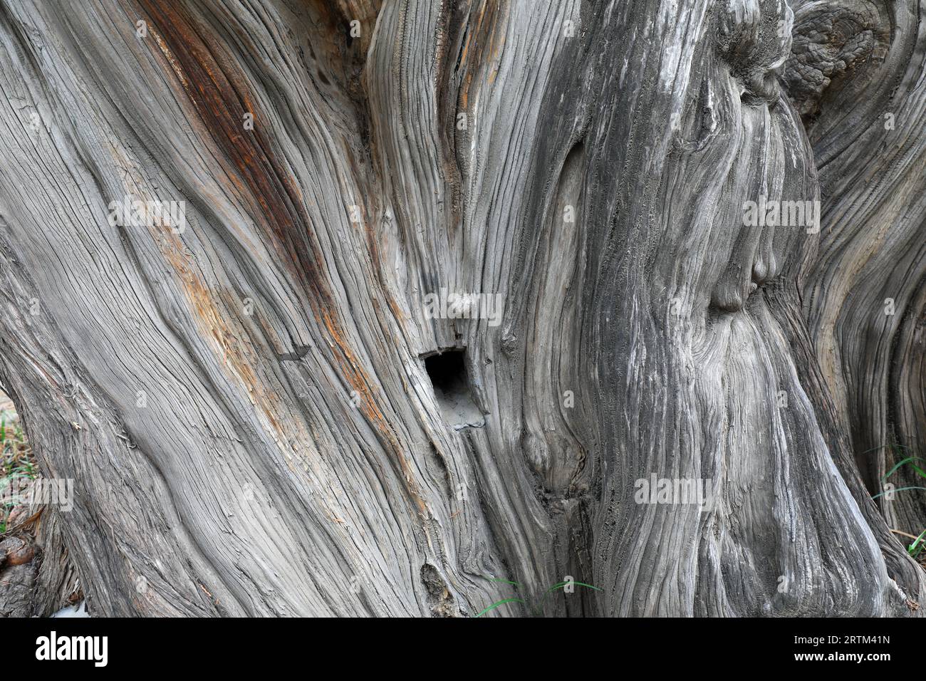Trunk texture structure of Platycladus orientalis Stock Photo - Alamy