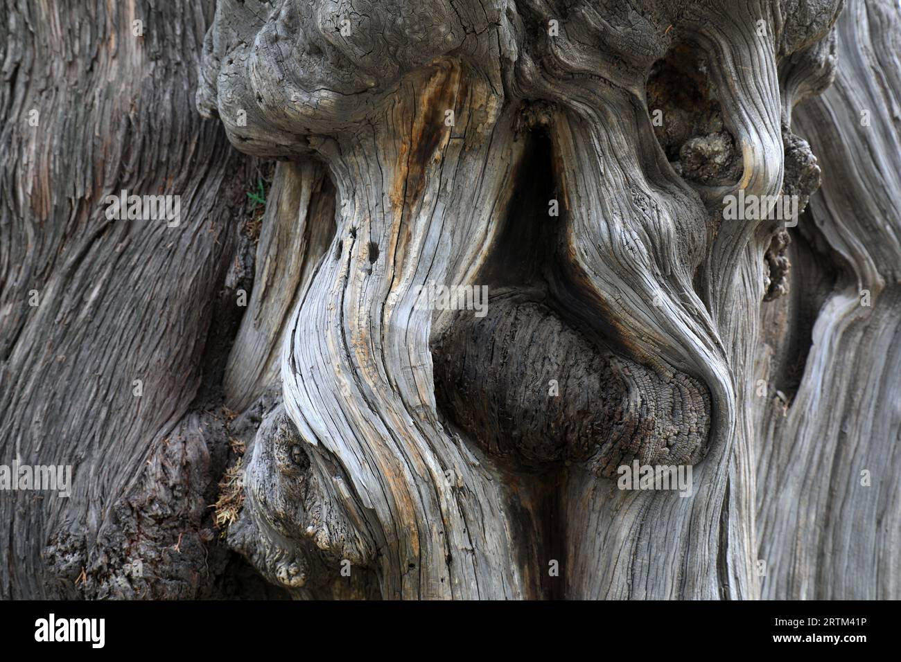 Trunk texture structure of Platycladus orientalis Stock Photo - Alamy