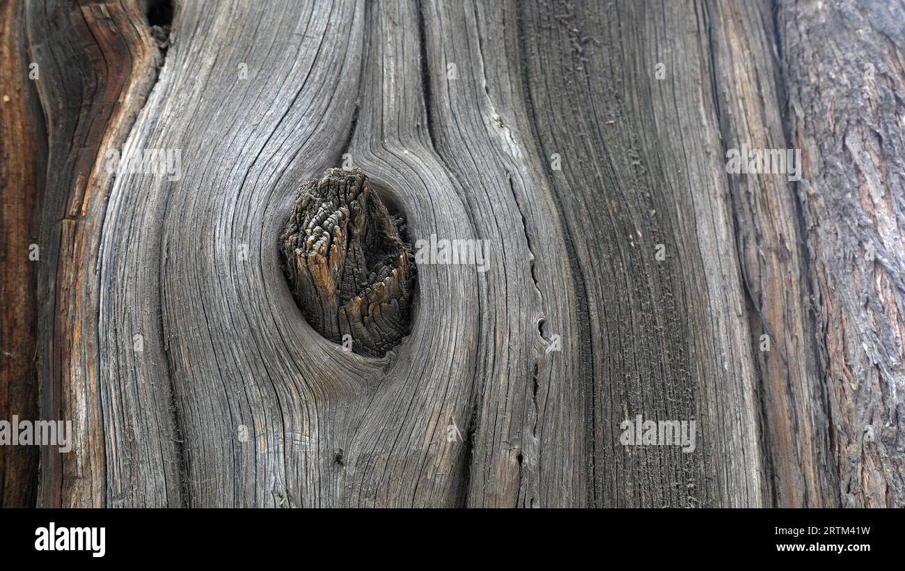 Trunk texture structure of Platycladus orientalis Stock Photo - Alamy