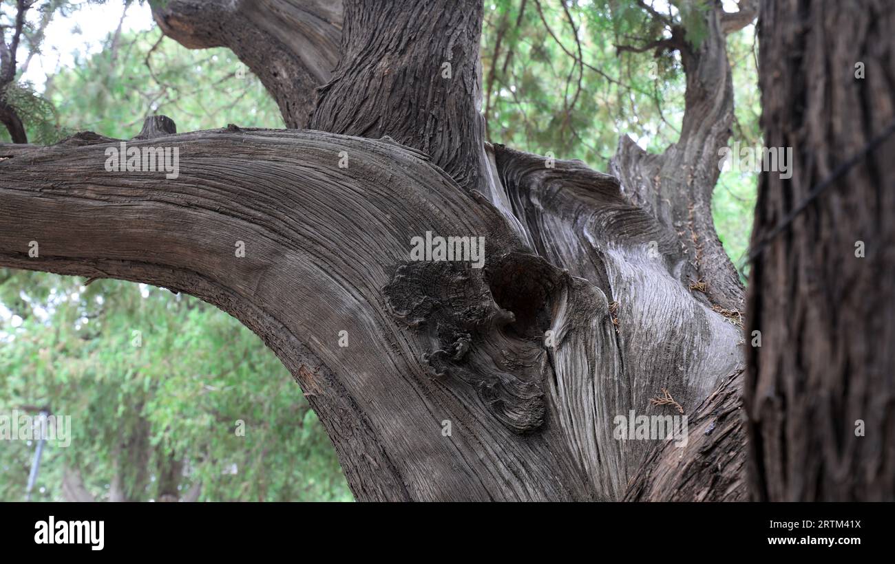Trunk texture structure of Platycladus orientalis Stock Photo - Alamy