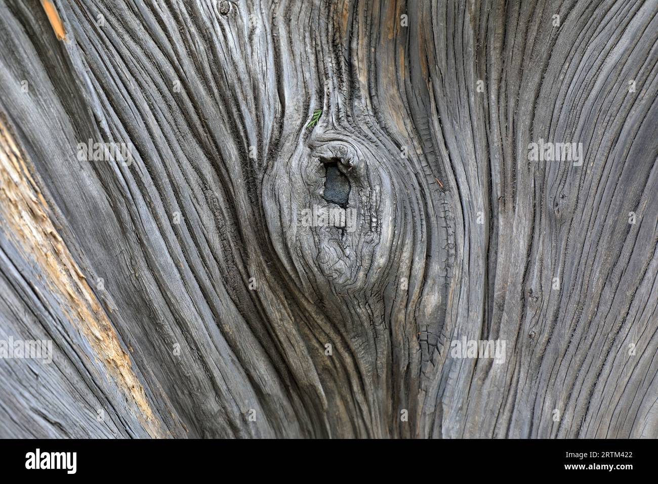Trunk texture structure of Platycladus orientalis Stock Photo - Alamy