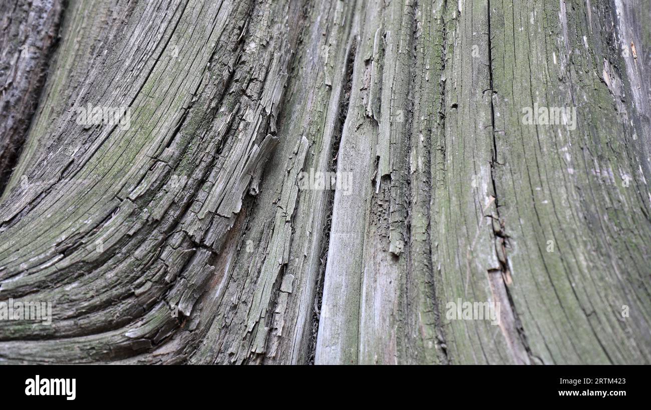 Trunk texture structure of Platycladus orientalis Stock Photo - Alamy