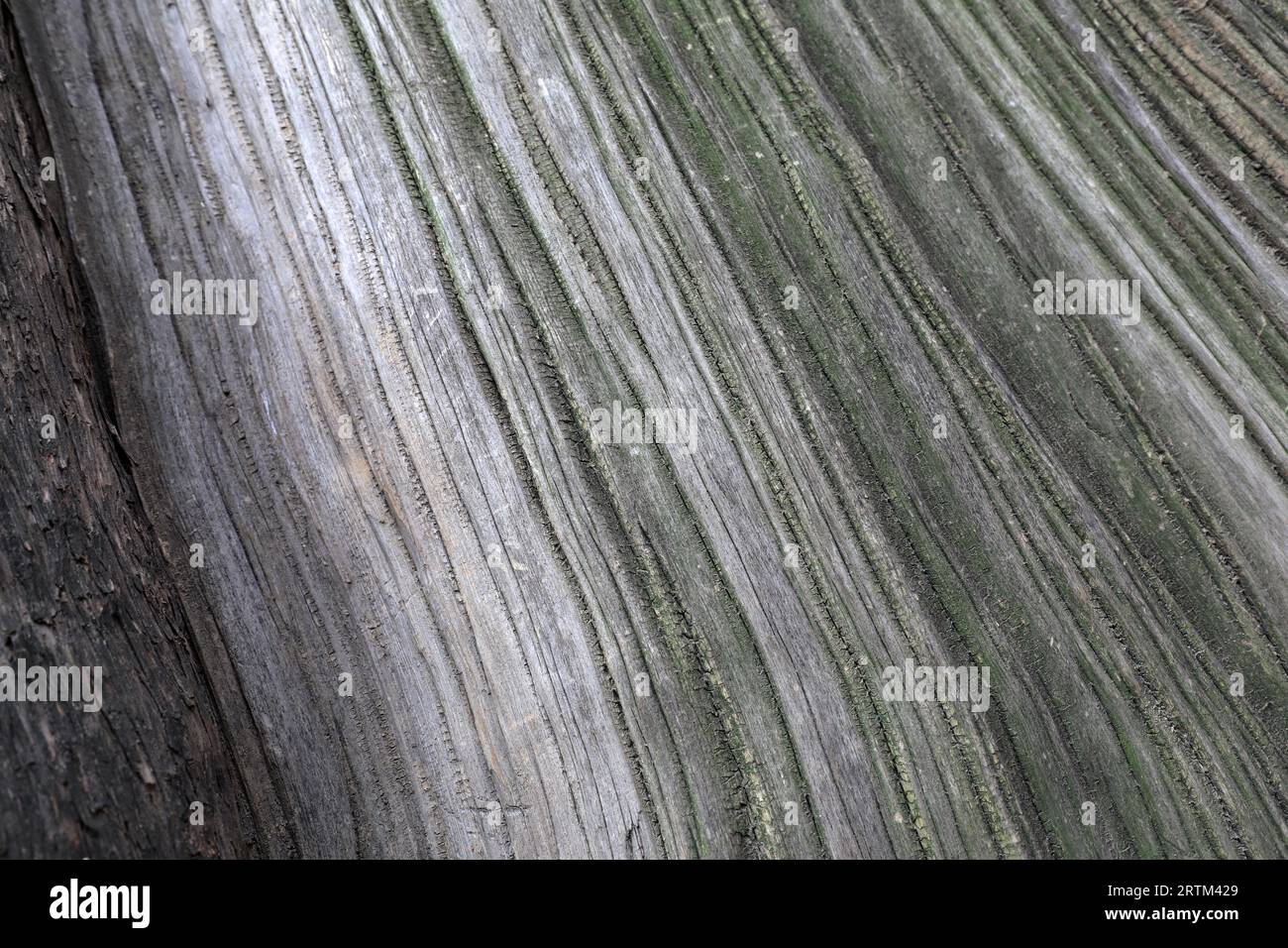Trunk texture structure of Platycladus orientalis Stock Photo - Alamy