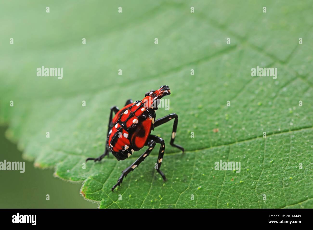 lycorma delicatula on wild plants, North China Stock Photo - Alamy