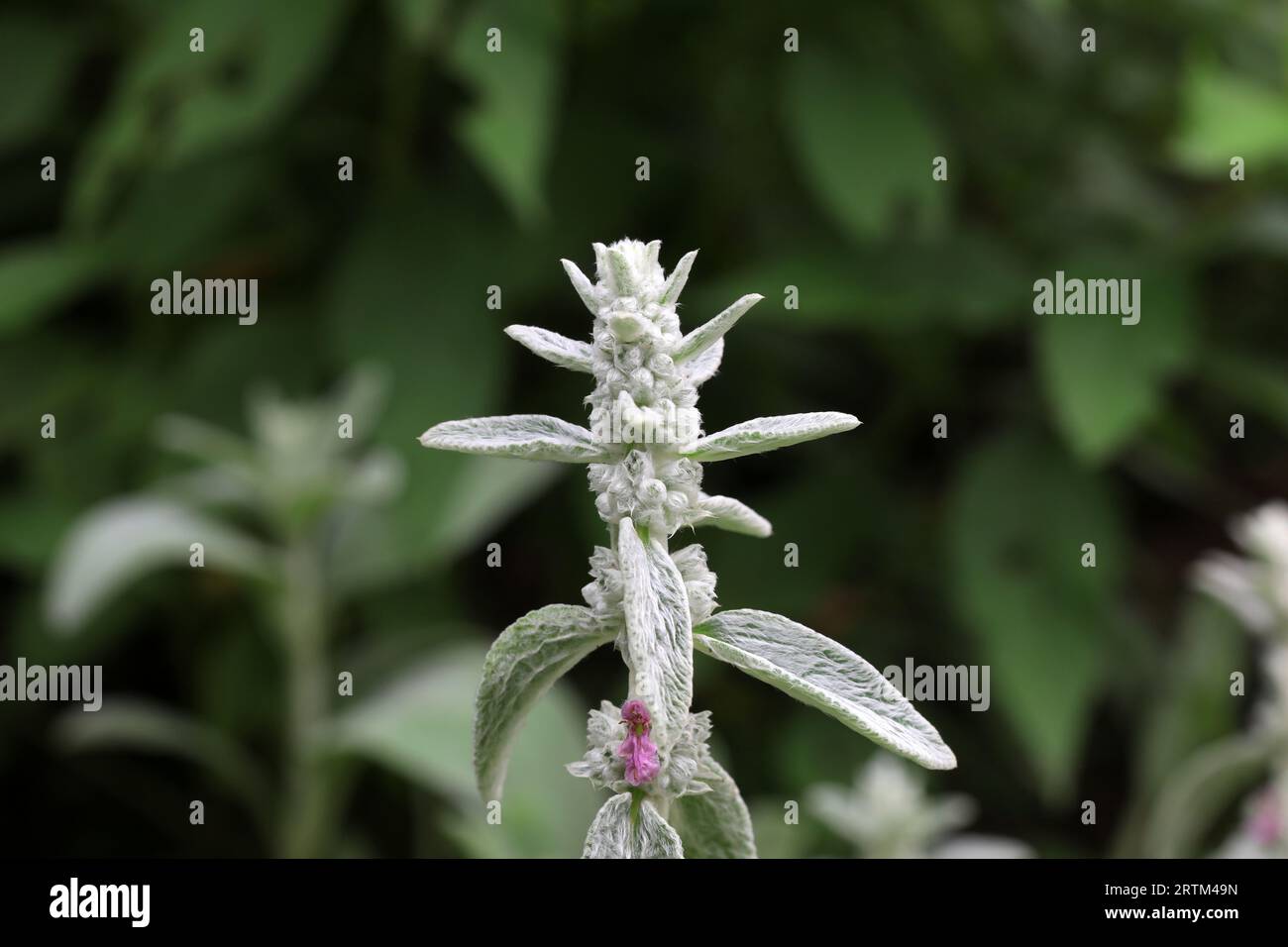 Labiatae plants hi-res stock photography and images - Alamy
