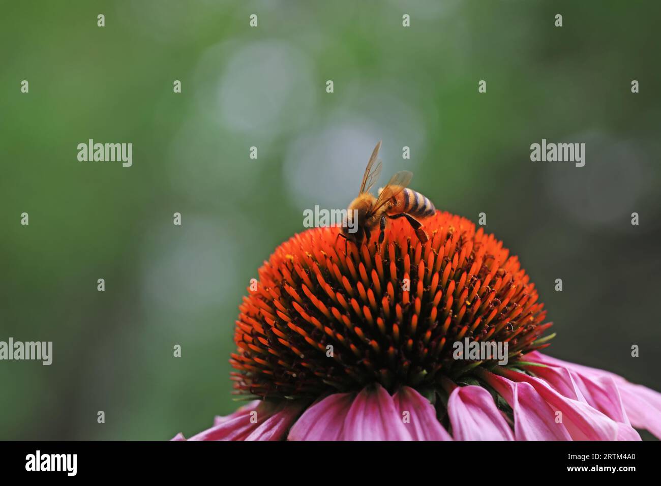 Bees bloom on pine cones and chrysanthemums in the park, Beijing Stock ...