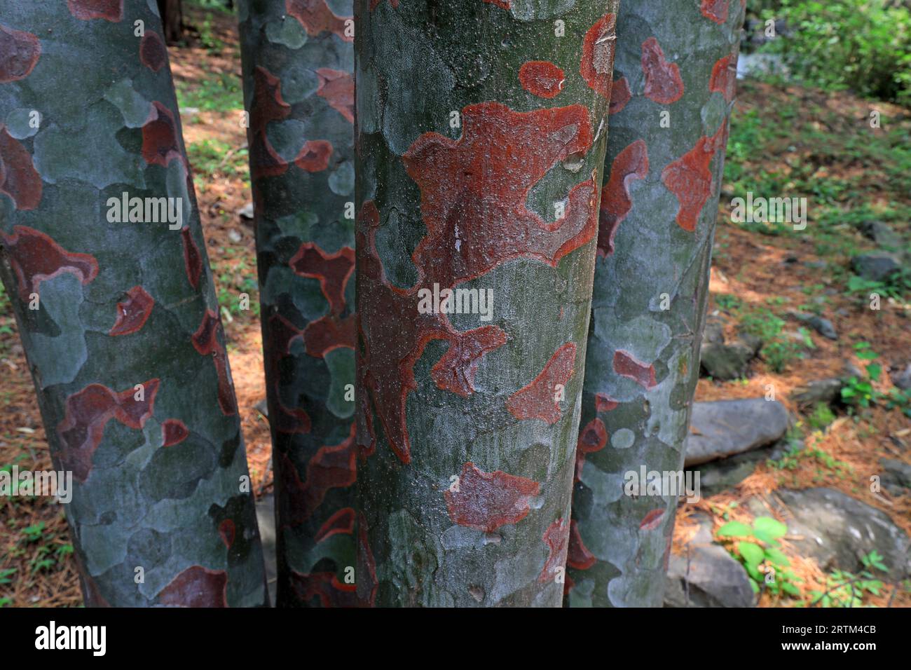 Pinus bungeana, trunk texture, Beijing Stock Photo - Alamy