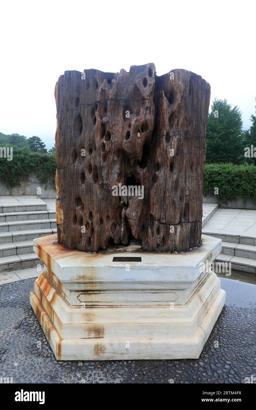 Silicified wood in Beijing Botanical Garden Stock Photo - Alamy