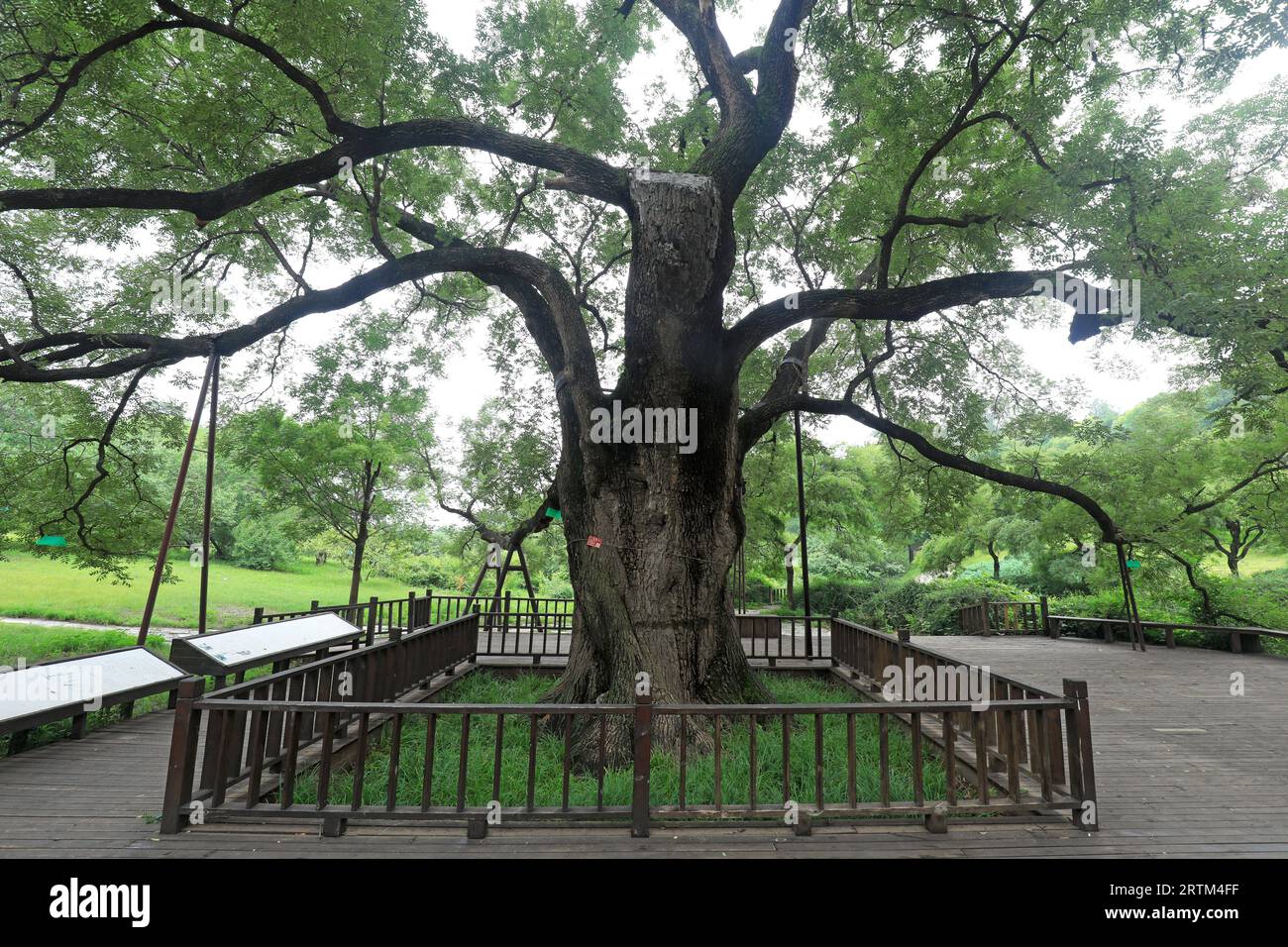 Ancient trees are in the Beijing Botanical Garden Stock Photo - Alamy
