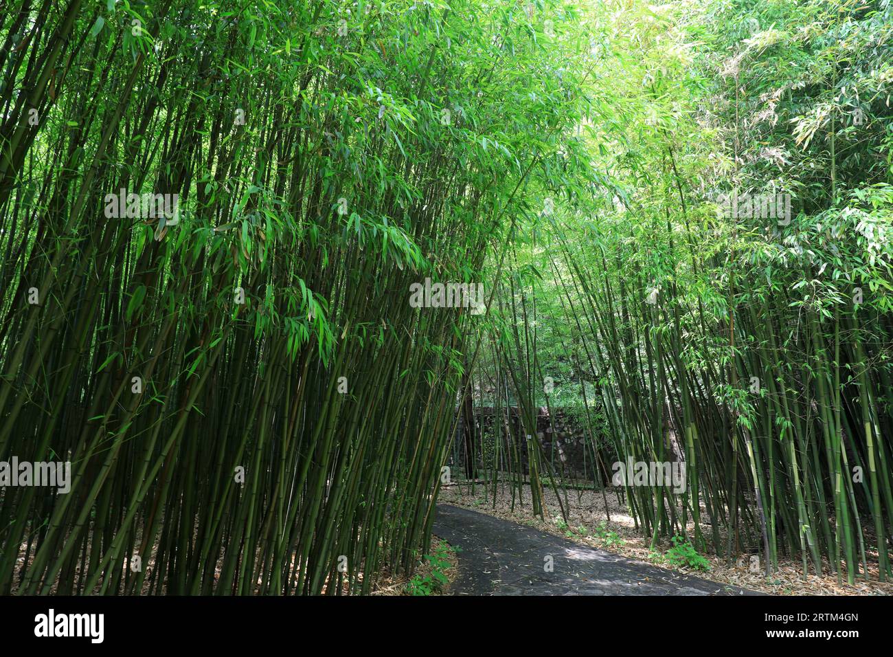 Green bamboo in Beijing Botanical Garden Stock Photo - Alamy