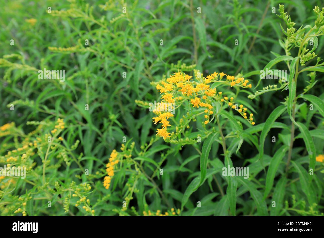 Vigorous plants hi-res stock photography and images - Alamy