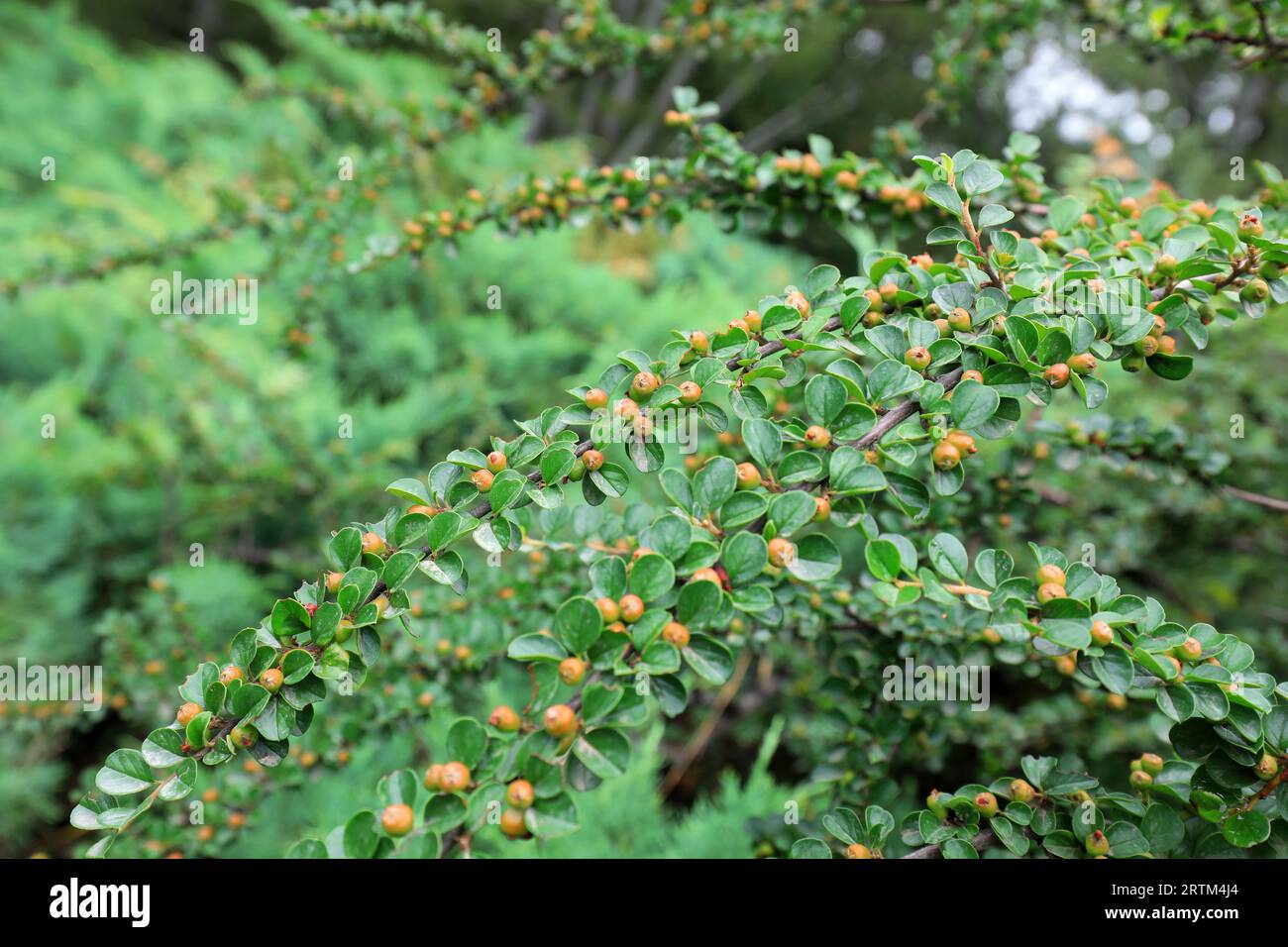 Plants vigorous growth hi-res stock photography and images - Alamy