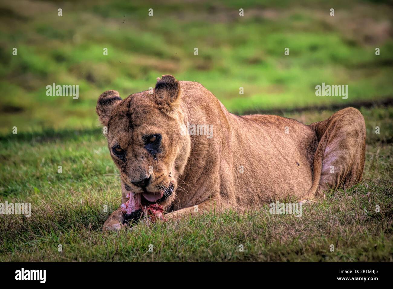 A majestic lion feasting on a piece of meat while lying in a vast field ...