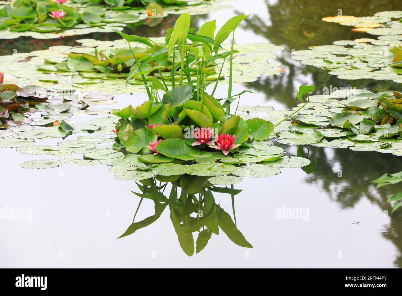 Aquatic plants in Beijing Botanical Garden Stock Photo - Alamy