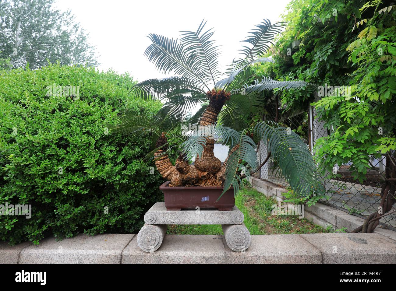 Bonsai modeling hi-res stock photography and images - Alamy