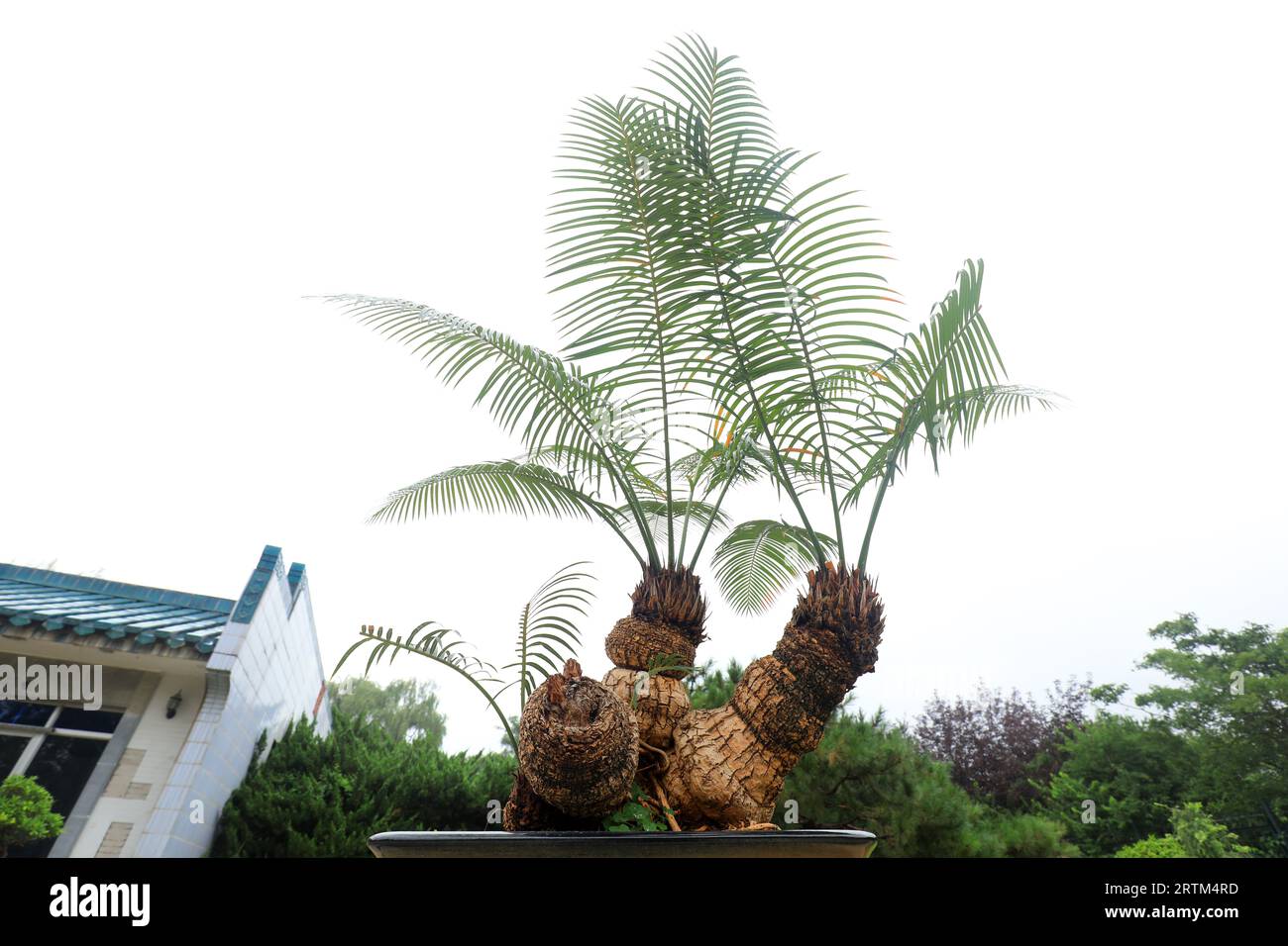 Bonsai modeling hi-res stock photography and images - Alamy