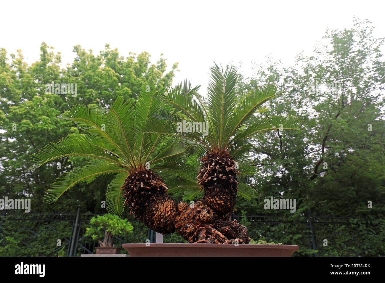Bonsai modeling hi-res stock photography and images - Alamy