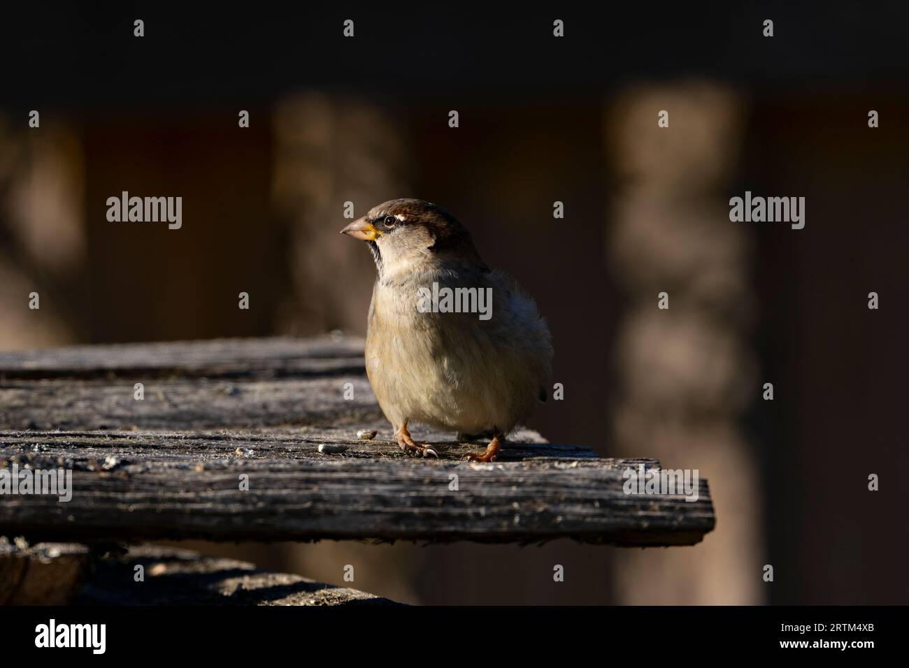 Croocked legs hi-res stock photography and images - Alamy