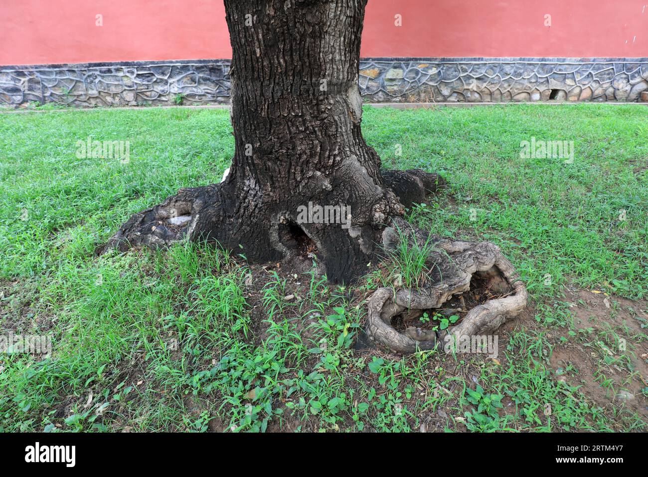 The old locust tree is in the Beijing Botanical Garden Stock Photo - Alamy
