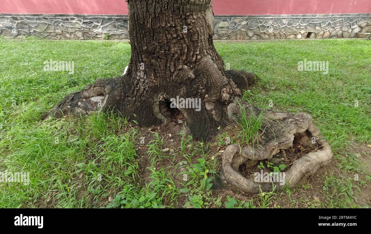 The old locust tree is in the Beijing Botanical Garden Stock Photo - Alamy
