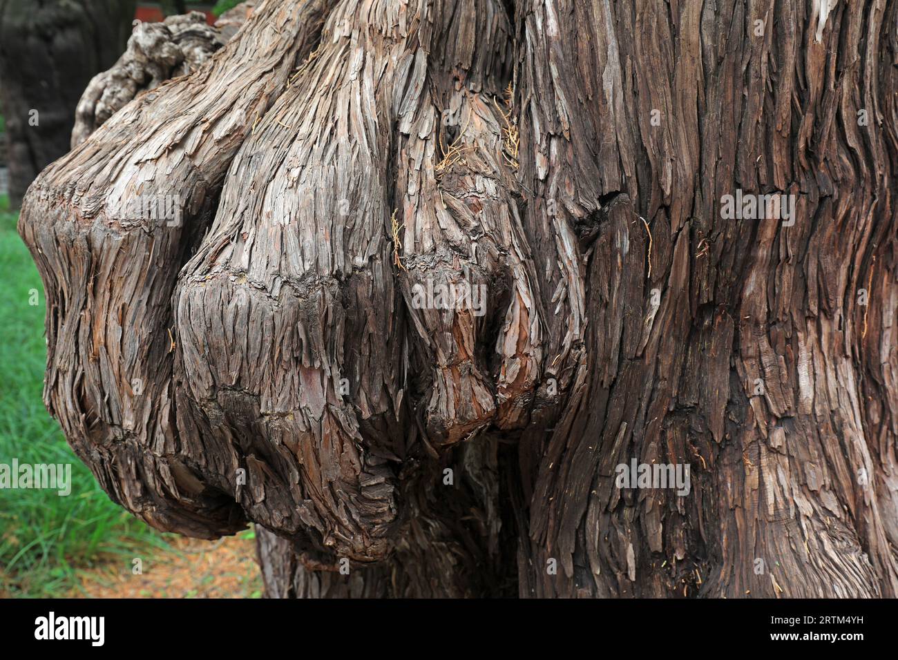 The old locust tree is in the Beijing Botanical Garden Stock Photo - Alamy