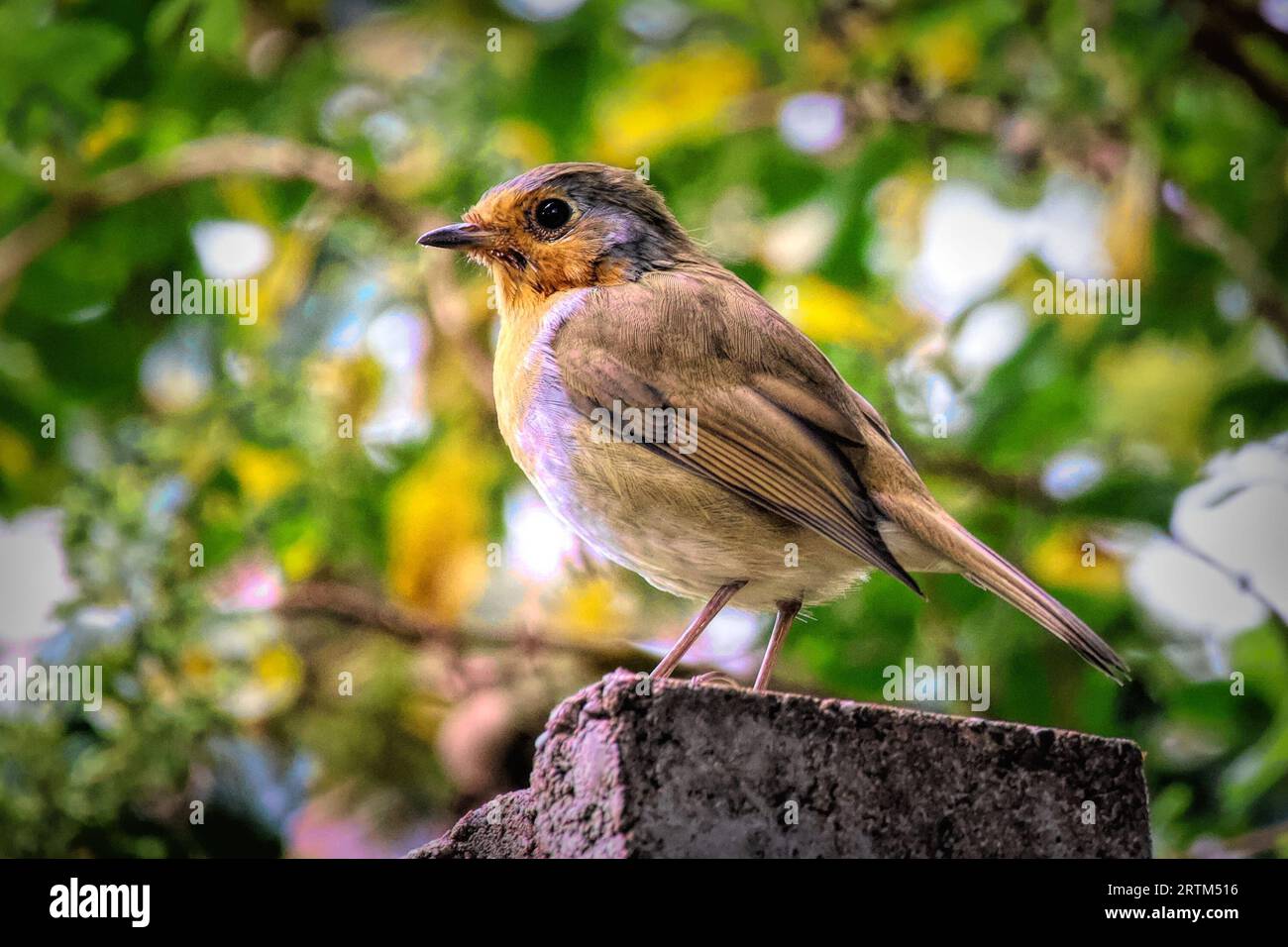 A small robin bird perched atop a wooden post, looking off into the ...