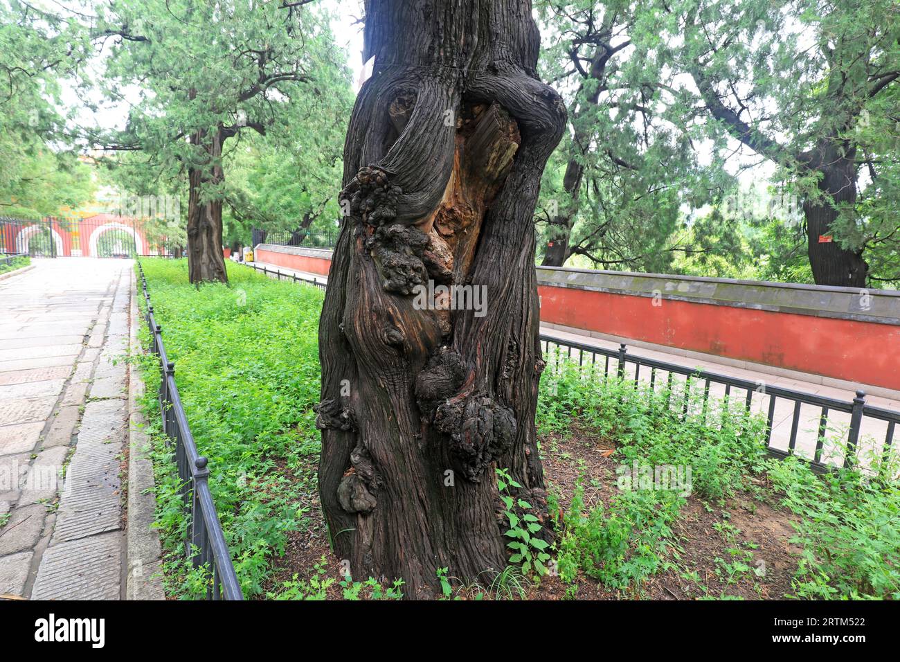 Ancient cypress trees are in the temple, Beijing Botanical Garden Stock ...