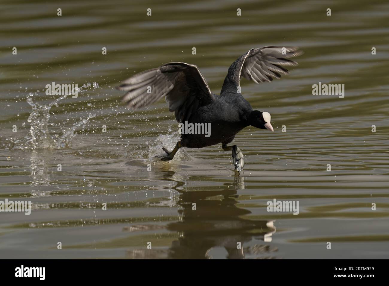 A Coot swimming in the crystal clear waters of a natural lake, its ...