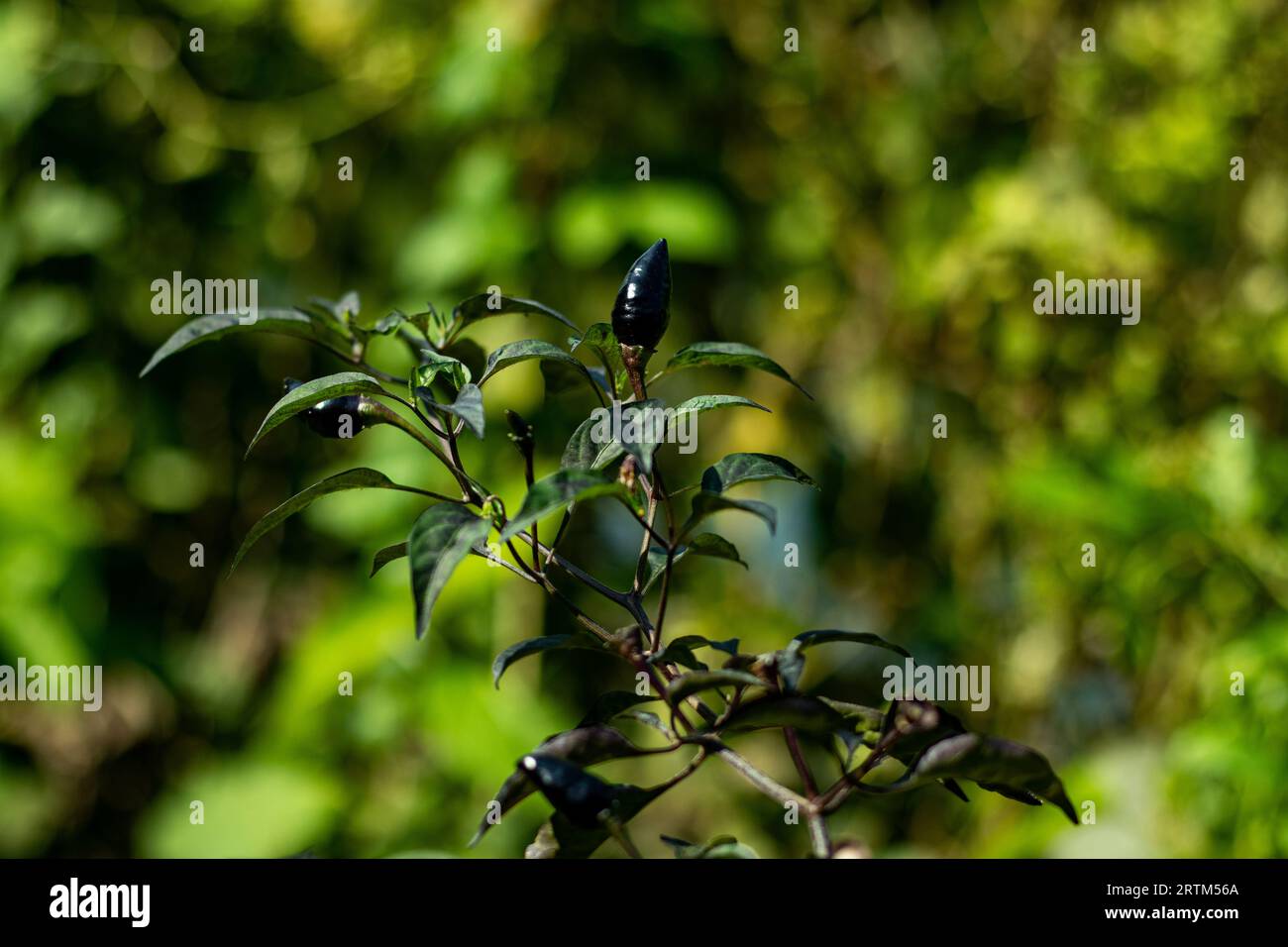 A compact bush with dark green foliage. Royal black chili pepper or ...
