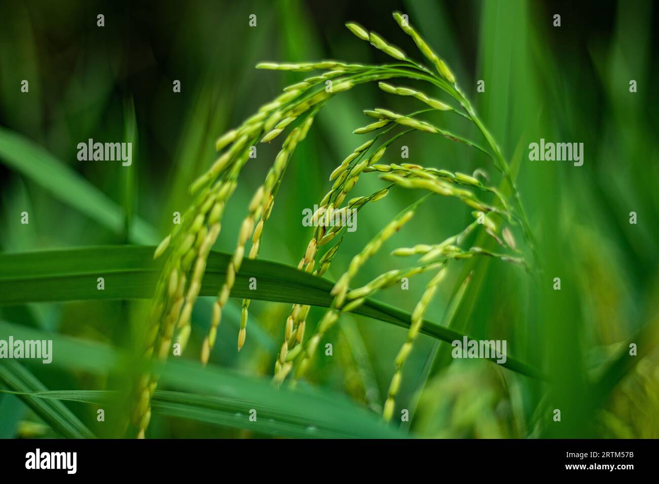 Bigger agricultural field Paddy field ecosystem is composed of surface ...