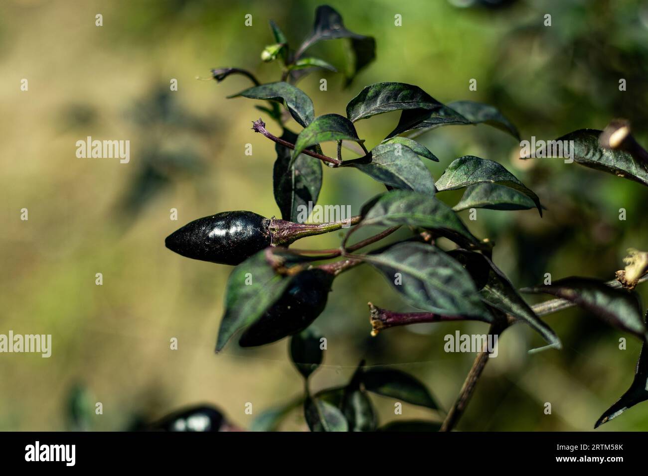 Black cobra hi-res stock photography and images - Alamy