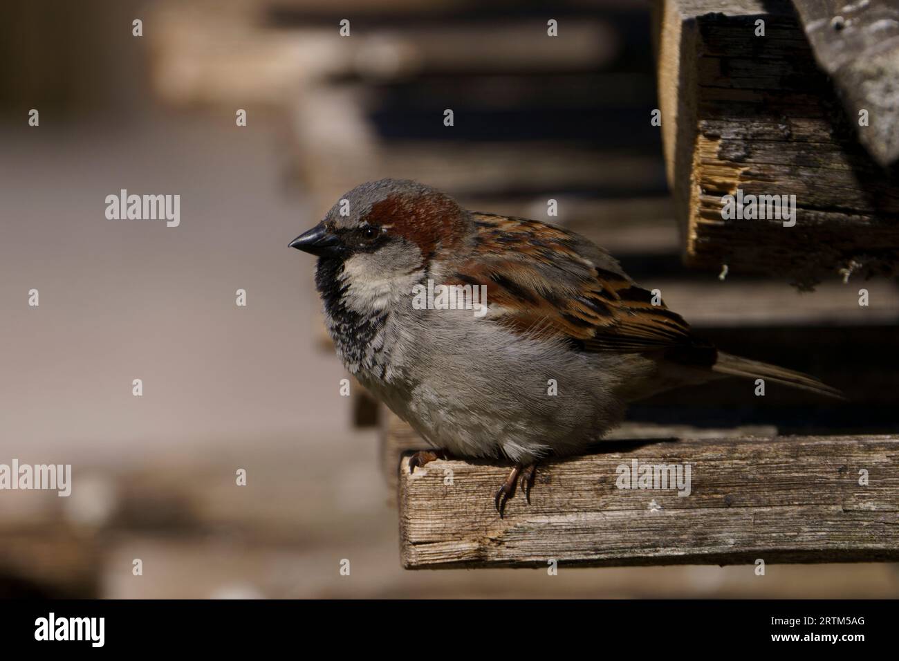 Gorgeous Passer domesticus Family Passeridae Genus Passer House sparrow ...