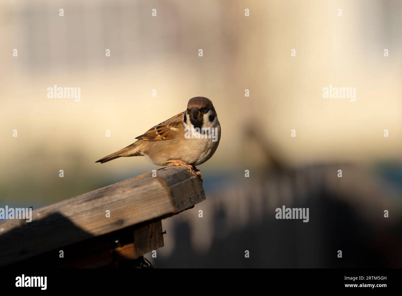 Passer montanus Family Passeridae Genus Passer Eurasian tree sparrow ...