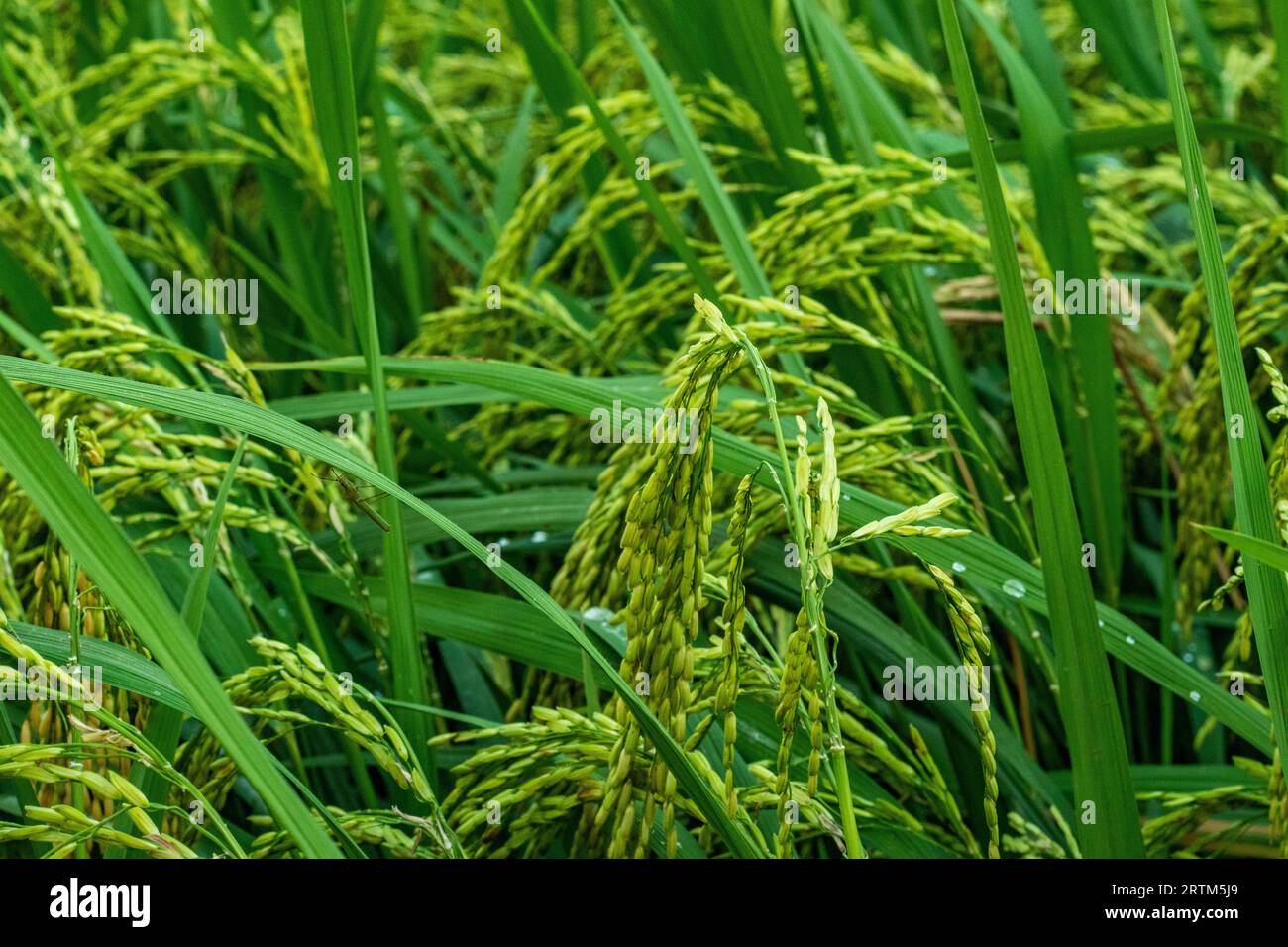 It is the main crop of Asian continent. Rice is their main food. There ...