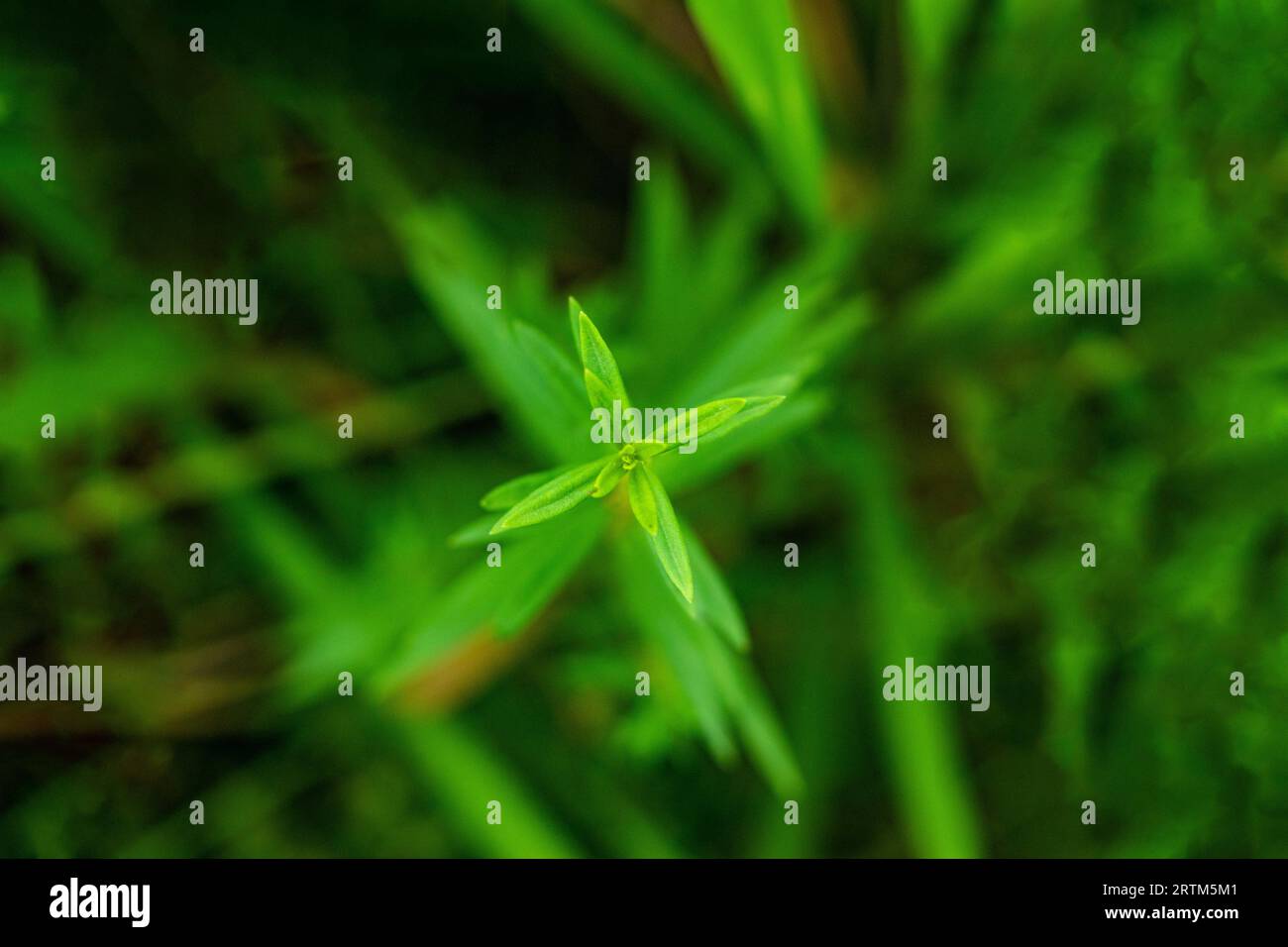 Top view ornamental grass plant hi-res stock photography and images - Alamy