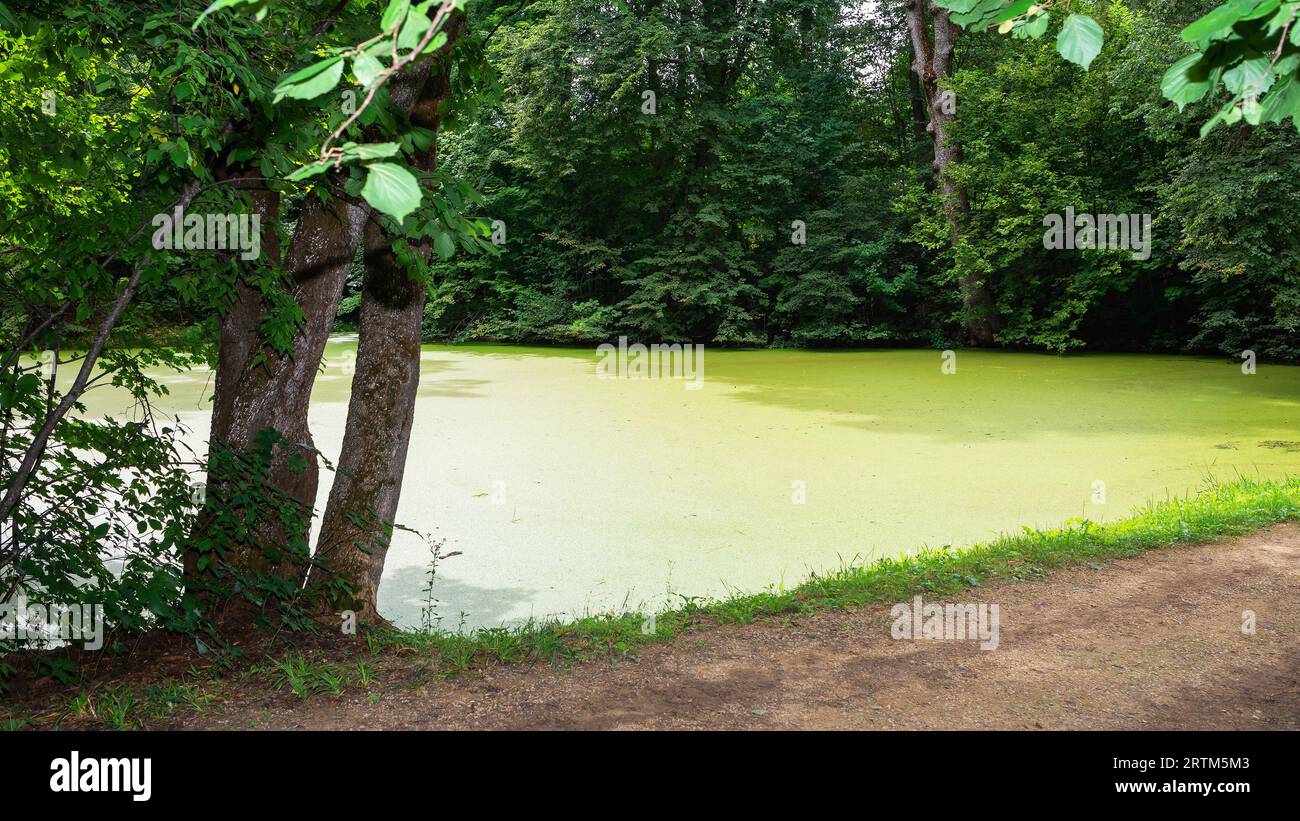 Forest pond forest swamp duckweed hi-res stock photography and images ...