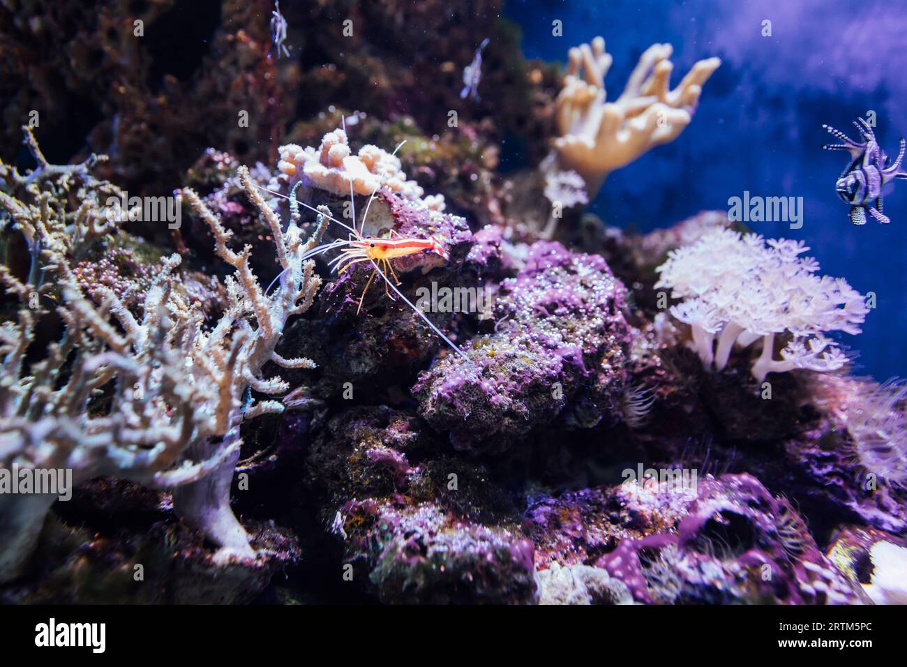 shrimp in aquarium aquatic world marine animals Stock Photo - Alamy