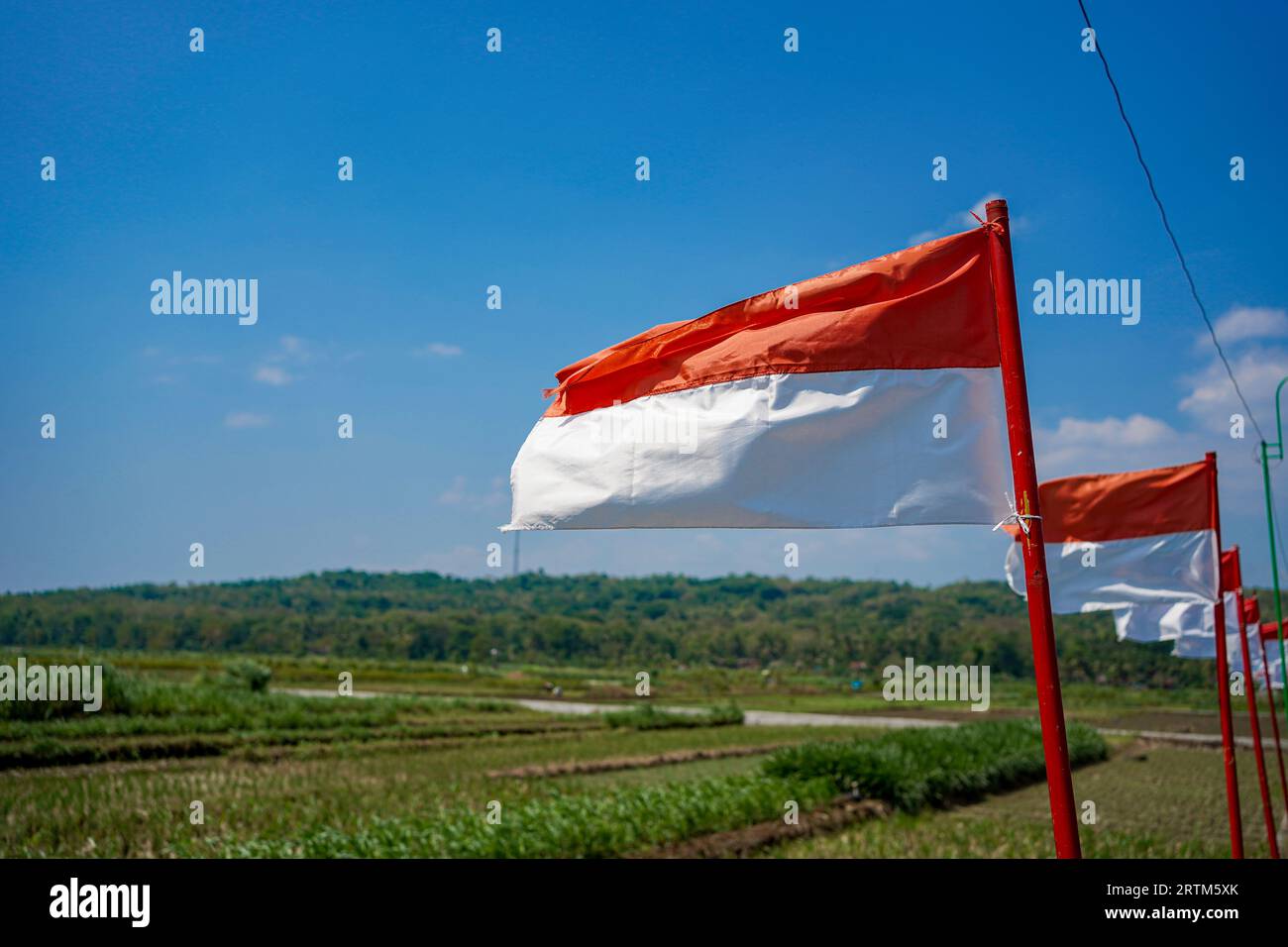 Rows of Indonesian red and white flags neatly installed in rice fields ...