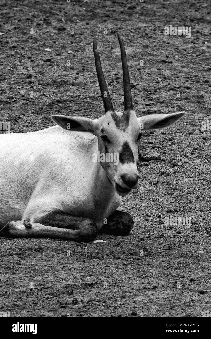 Oryx picture hi-res stock photography and images - Alamy
