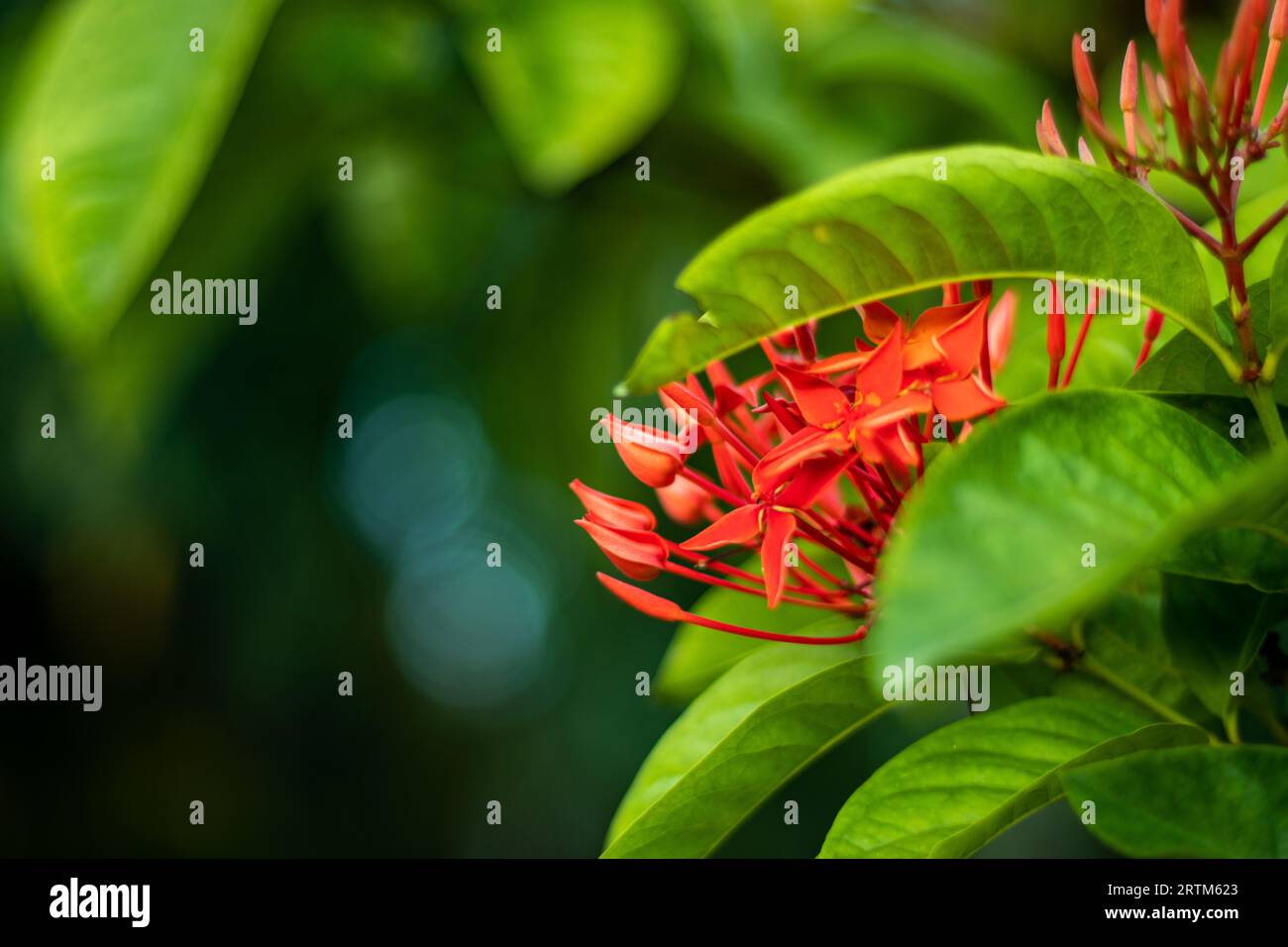 Rongon Flower or Ixora coccinea is a evergreen shrub that is notable ...