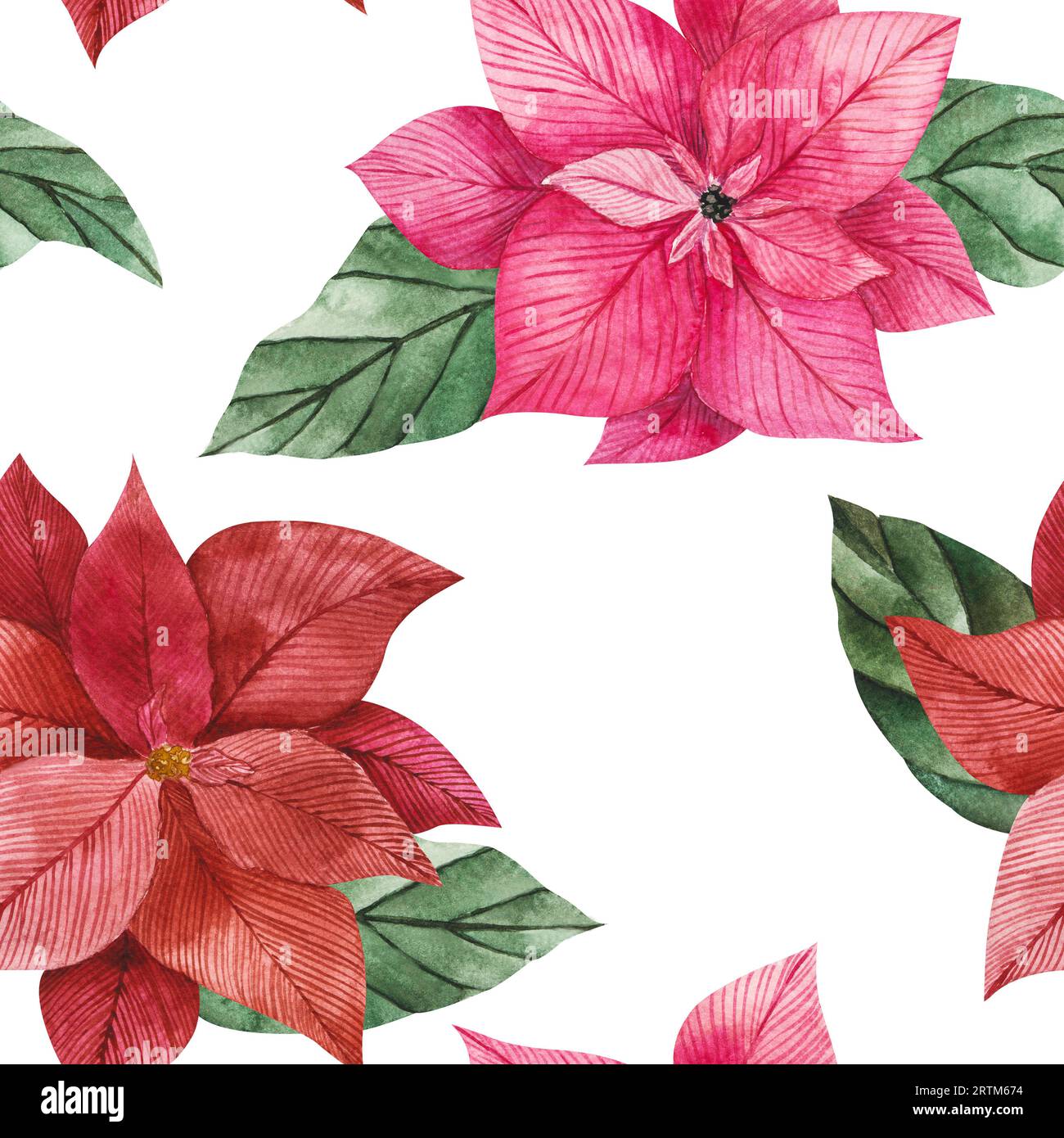Watercolor seamless pattern of poinsettia flowers in red and pink with ...