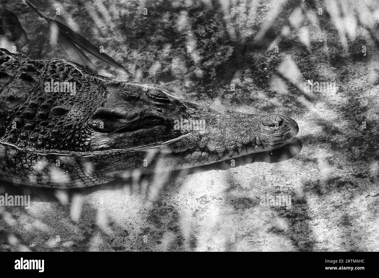 Large alligator reptile Black and White Stock Photos & Images - Alamy